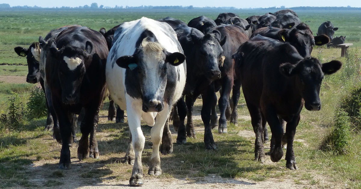 stado-krav - Světkreativity