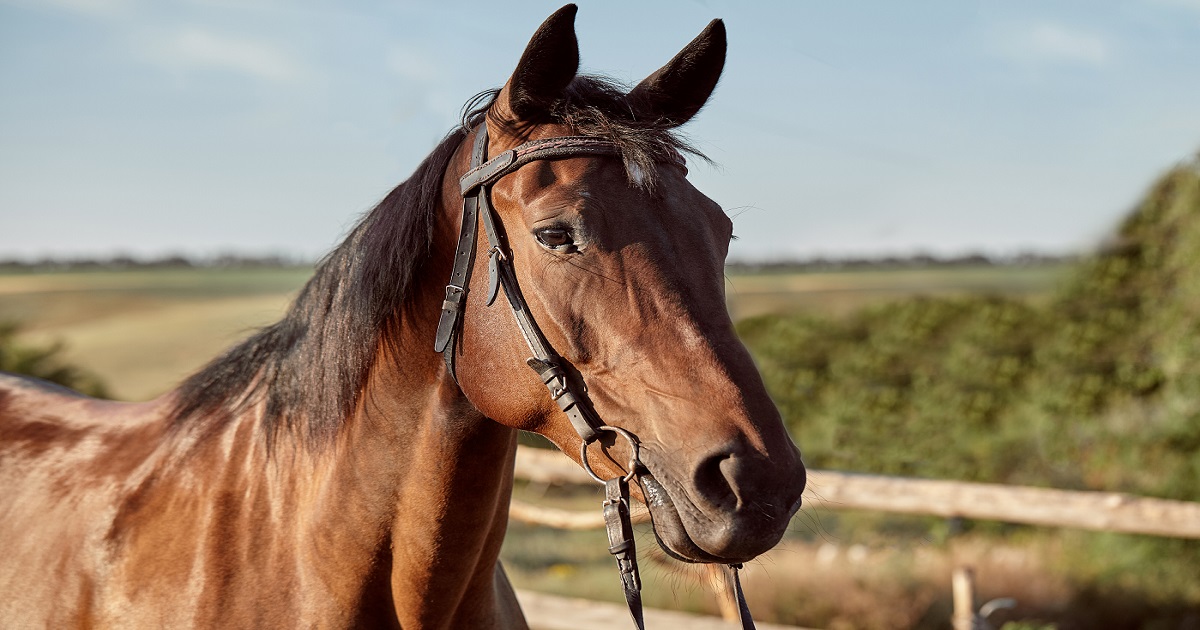 kun-hnedy-zachrana - Světkreativity