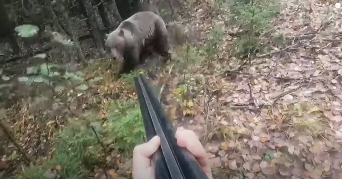 medved-zbran-les - Světkreativity