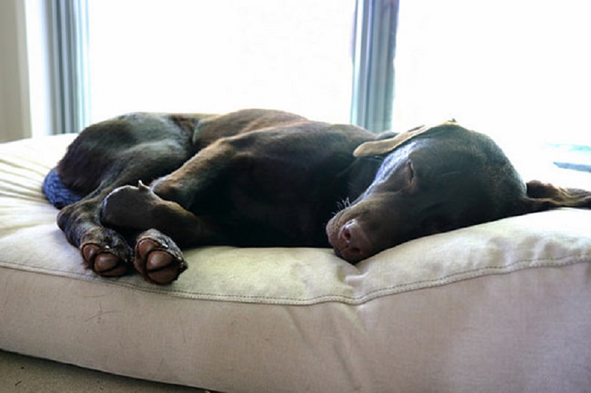 psy2 - Světkreativity