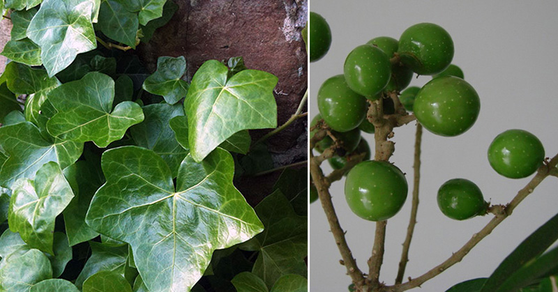 Ekologické praní zvládne každý. Stačí přidat hrst listů této rostliny ...