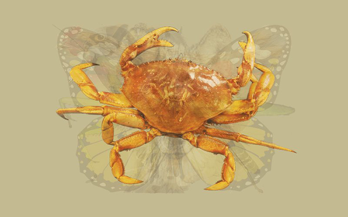 Zvíře, které na obrázku vidíte jako první, vypovídá mnohé o vaší ...