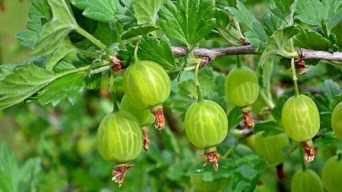 Zdravotní benefity a možná využití plodů angreštu | Světkreativity