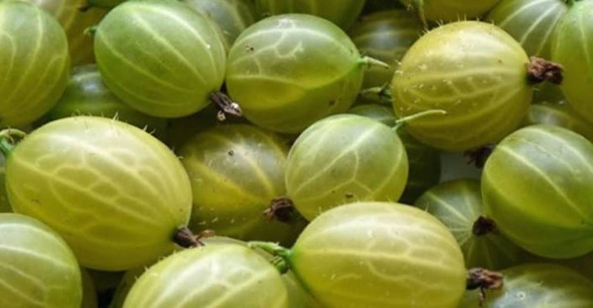 Opomíjený angrešt má blahodárné účinky na zdraví - Světkreativity