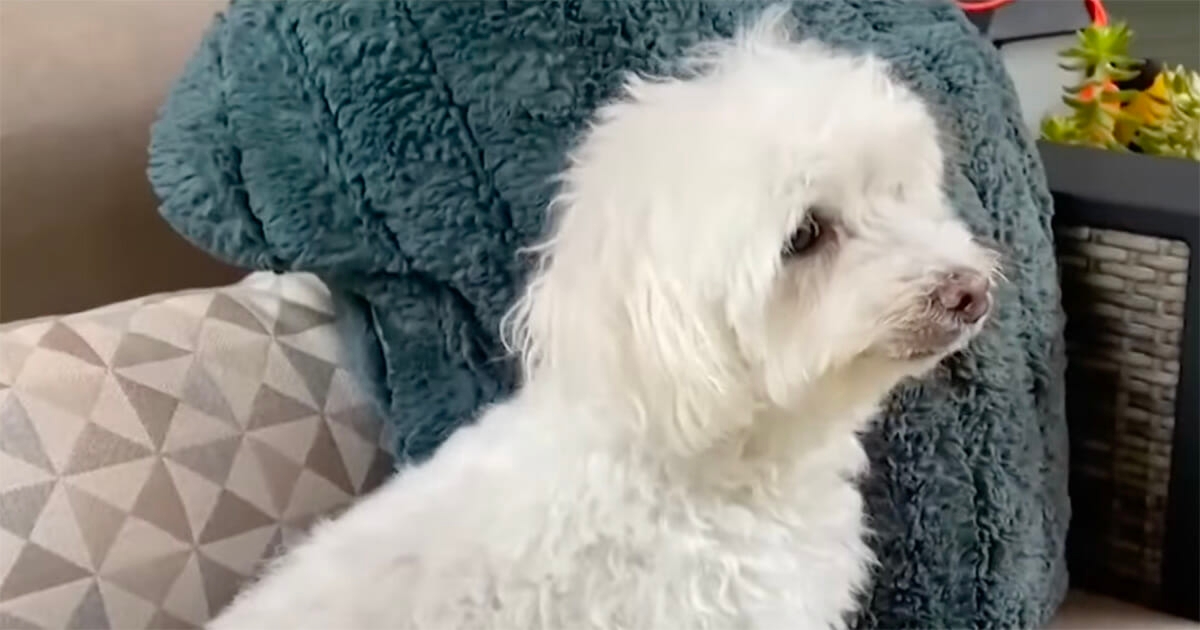 Video: Malý pes, který váží jen 10 kilo, zachránil život bratrovi