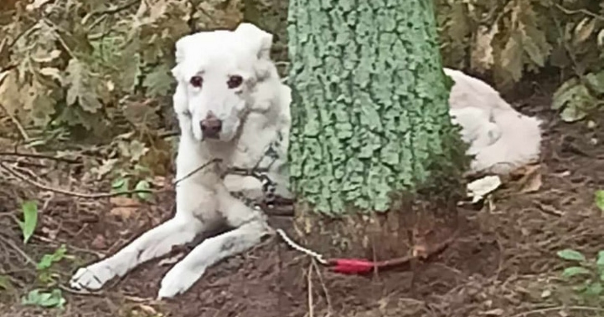 Policie žádá o pomoc při pátrání po majiteli týraného psa