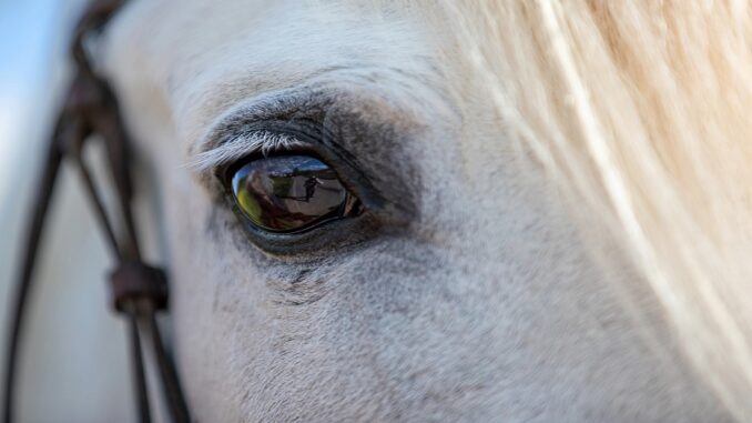 Tento kůň je pro svůj vzhled považován za nejkrásnějšího na světě