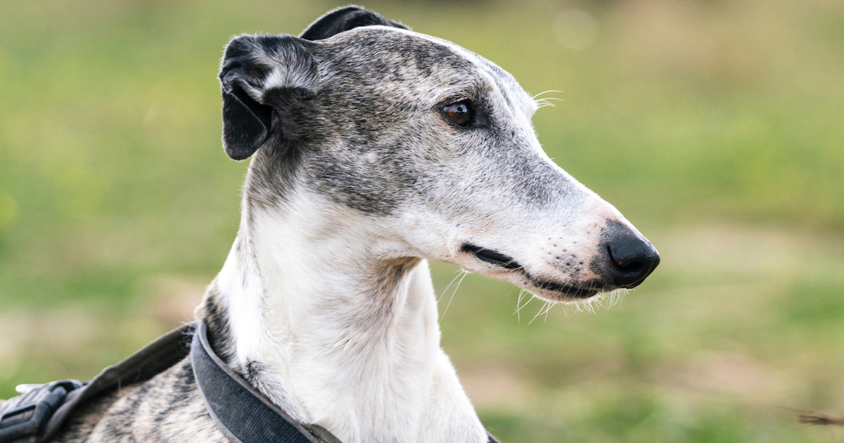 chrt-na-zahrade - Světkreativity