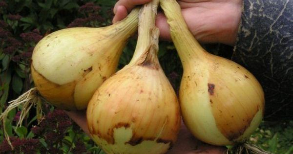 Základní pravidla pro úspěšné pěstování cibule, která by měl znát každý ...