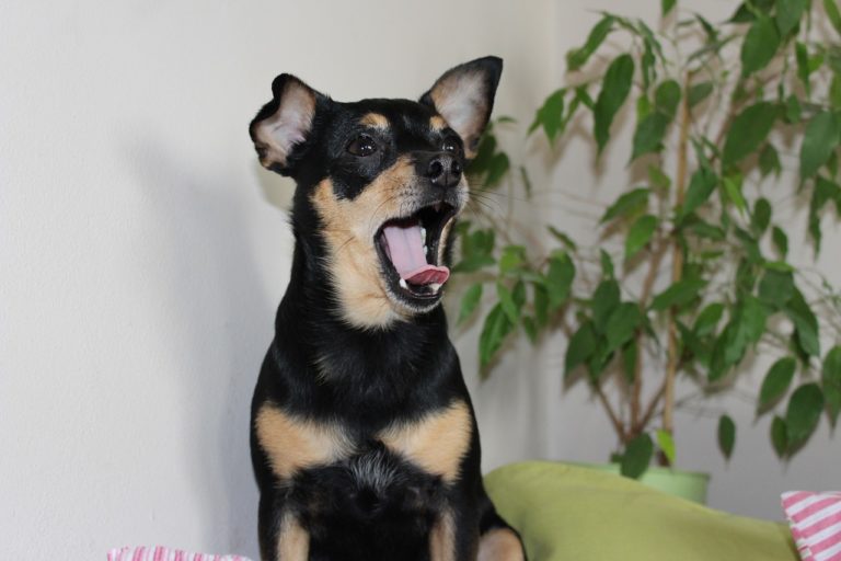 Mezi projevy psí lásky a radosti nepatří jen vrtění ocasem - Světkreativity