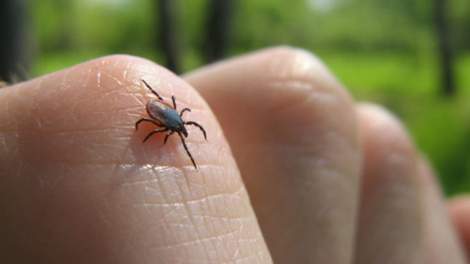 Naučte se odstraňovat klíště správně ve čtyřech krocích a co dělat v ...