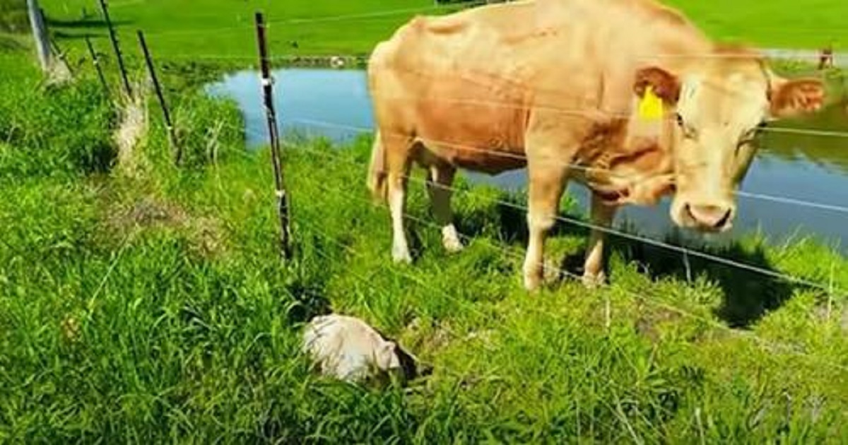 Zoufalá kráva volala o pomoc. Kolemjdoucí neváhal a zakročil
