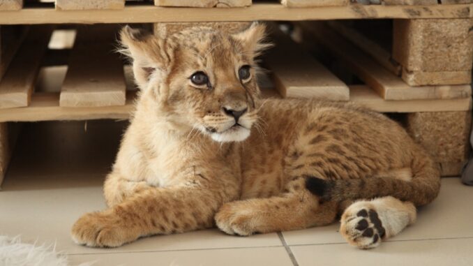 Celníci si mylně mysleli, že řidič veze kočku. Na reakci měli 5 vteřin
