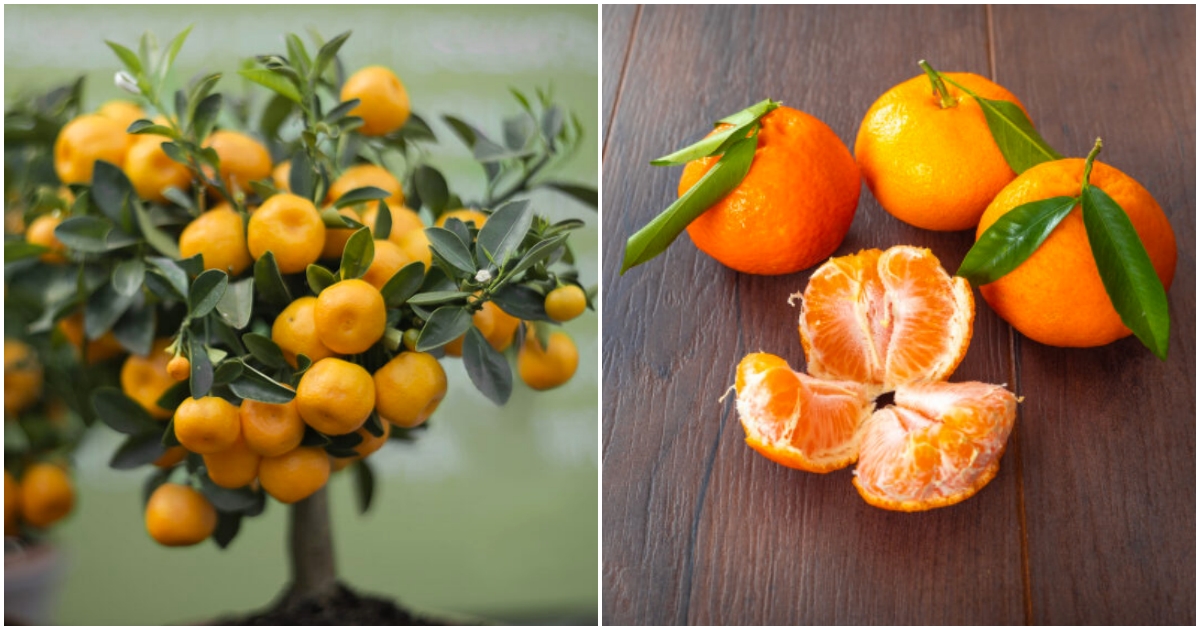 Mandarinky už nemusíte kupovat. Dostatečné množství můžete sklízet doma ...