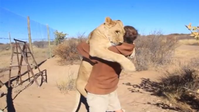 Ohrožená lvice žijící v rezervaci po letech rozpozná svého zachránce ...