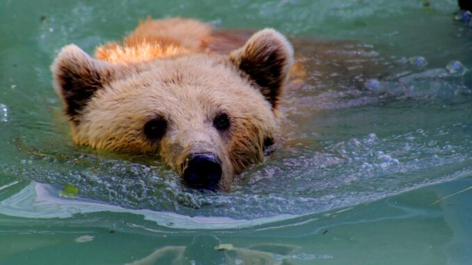Myslí, že z moře zachraňují tonoucího psa. Pak nevěří svým očím