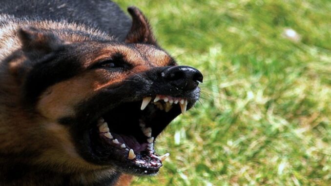 Vlčák zachránil chlapce před útokem souseda agresivního psa