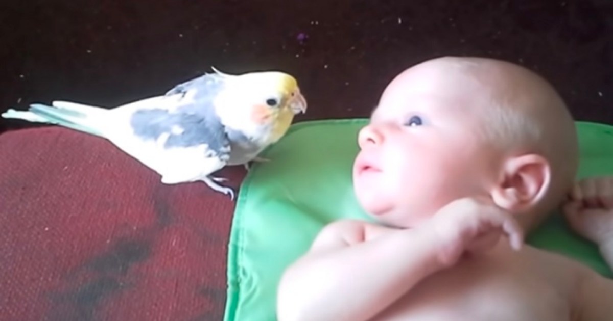 Papoušek zpívá 2týdennímu miminku ukolébavku. Video je hit