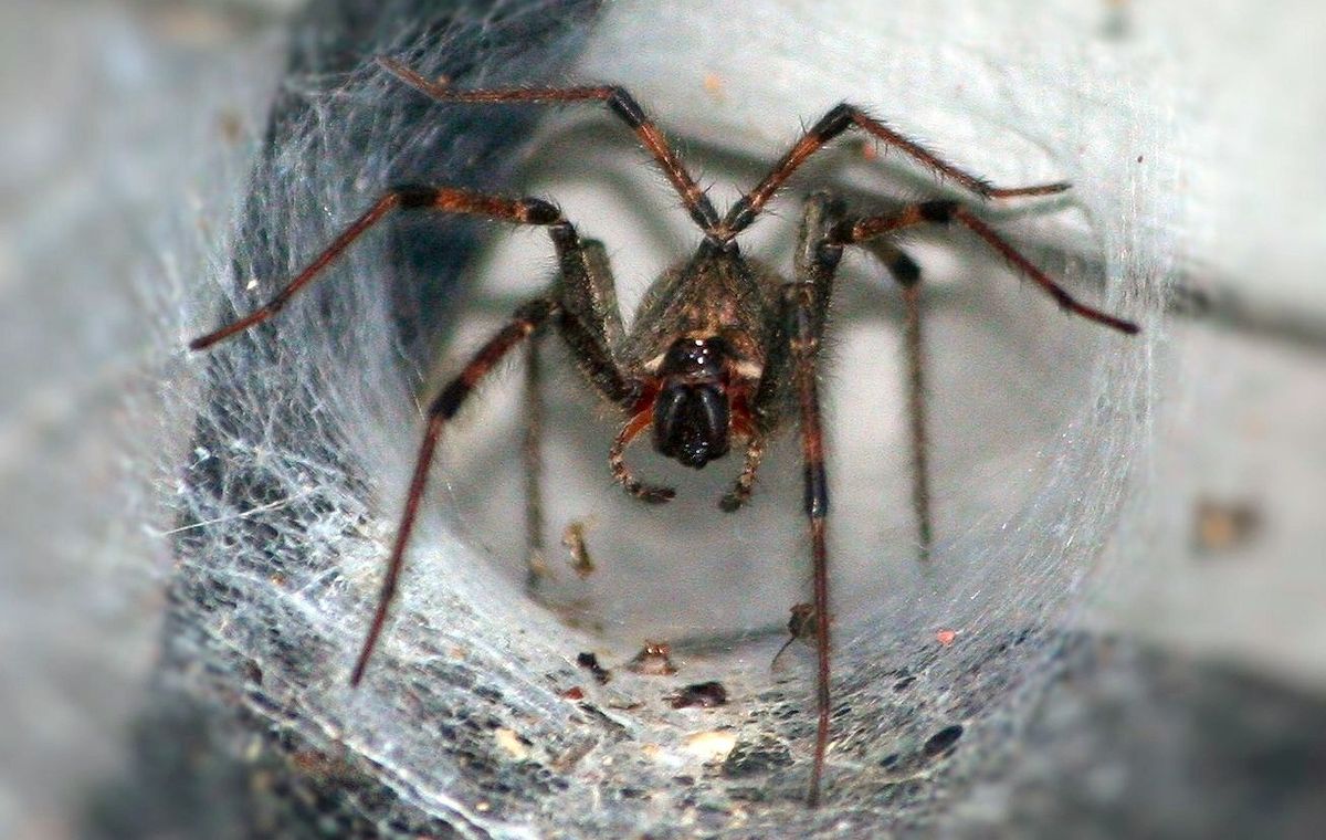 pavouk-pavucina - Světkreativity