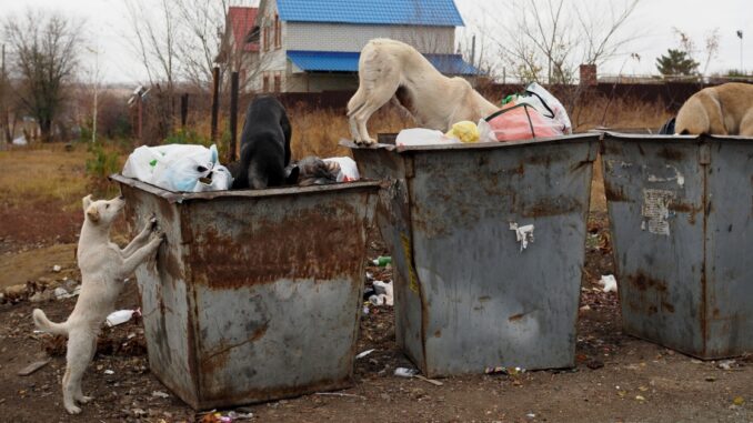 Zaslechla u popelnice podivné zvuky. Na reakci měla 5 vteřin