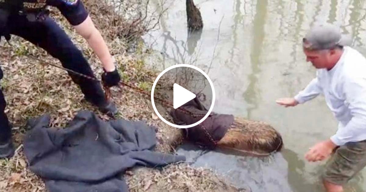 Myslel si, že vidí v řece obřího bobra. Ale objevil něco úplně jiného