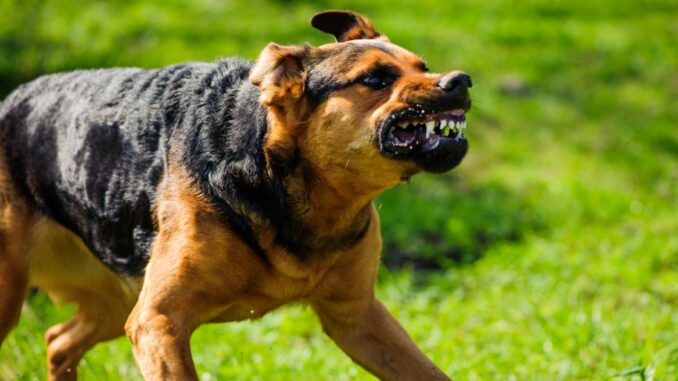 Záchranáři nevěřili svým očím, když prohlíželi tyto kamerové záběry