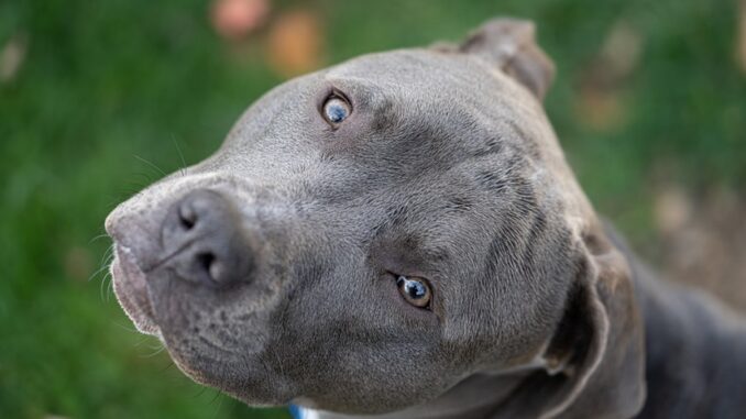 Muž změnil názor na pitbuly | Světkreativity