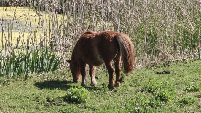 Silný příběh poníka, který zasáhl celý svět | Světkreativity