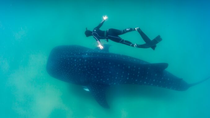 Video: Vyděšení potápěči kopli žraloka, aby unikli jeho útoku