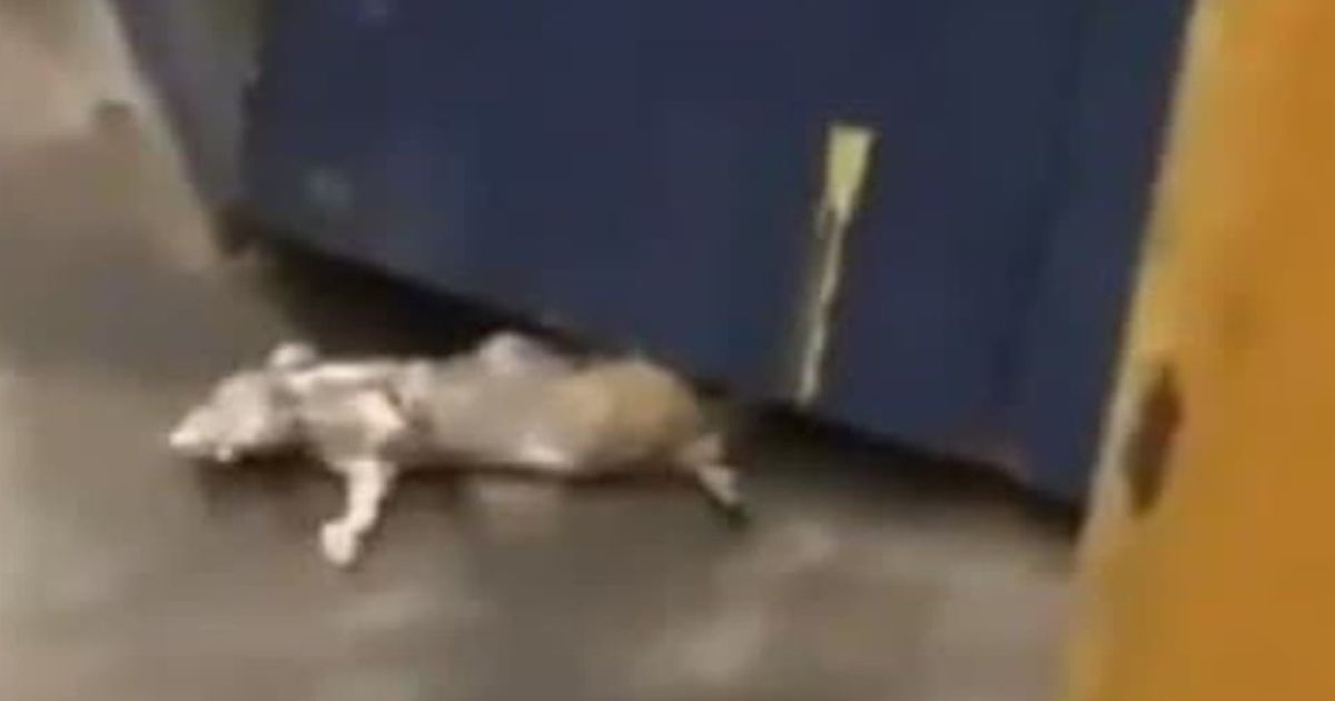 Hororová scéna z metra: Mrtvého potkana něco stáhlo pod koš