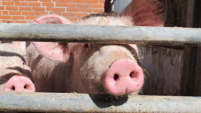 Ubohé prase žilo 10 let ve tmě. Sledujte první reakci na svobodě