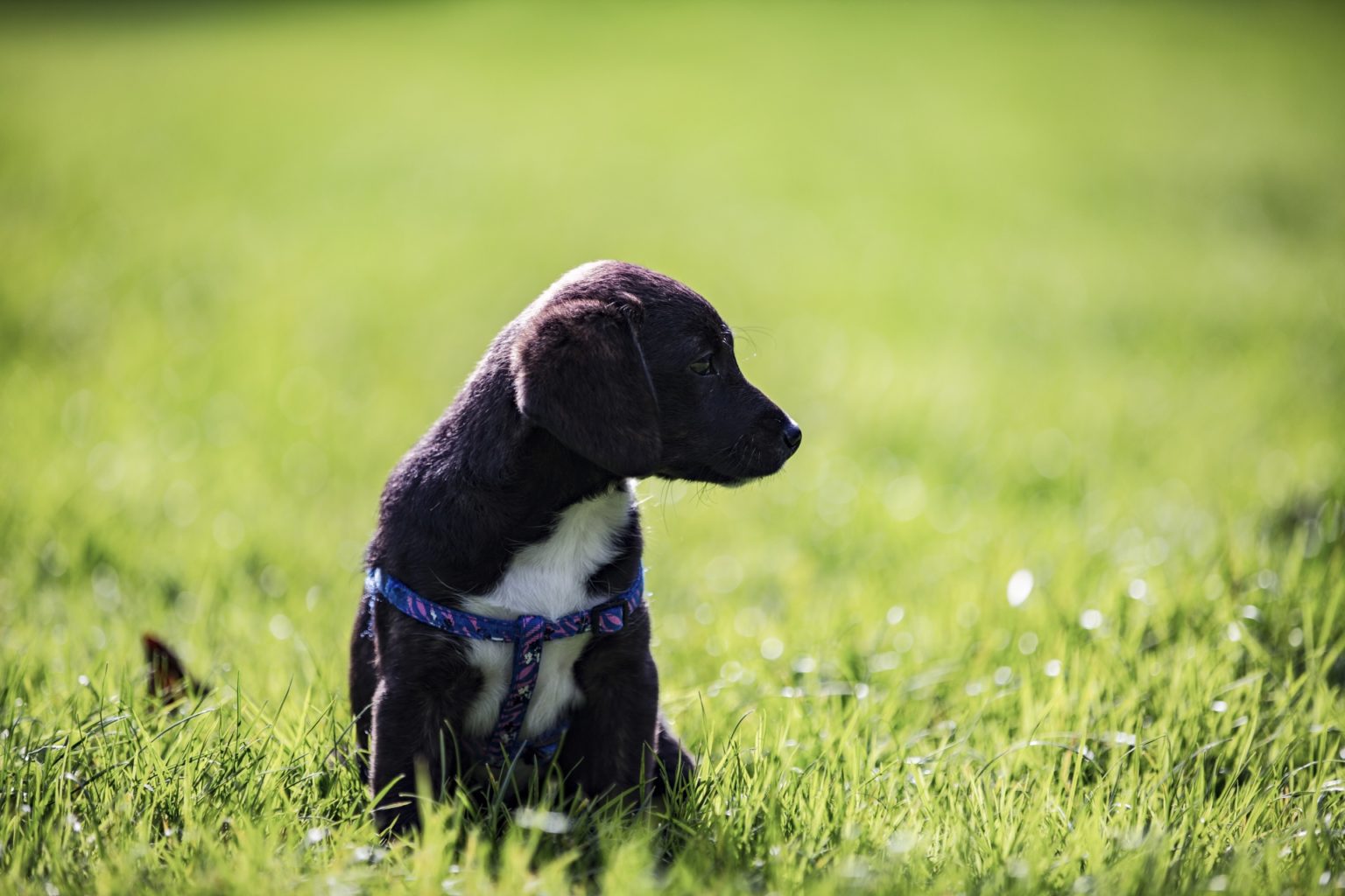 Psi dělají po vykonání potřeby zvláštní věc, důvod je celkem prostý ...