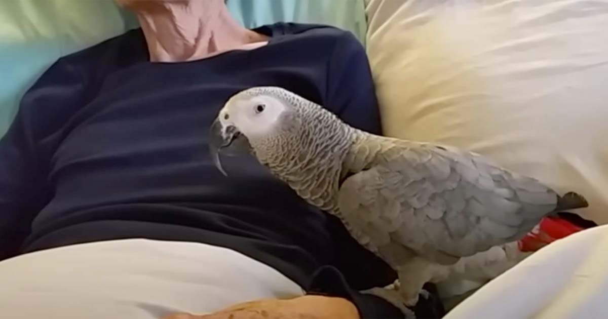 Umírající žena se loučí se svým papouškem: On okamžitě reaguje