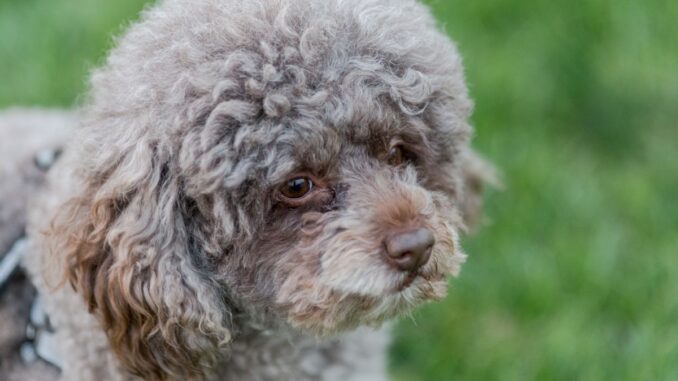 Na chodníku ležela chlupatá koule. Nevěřili, že to žije