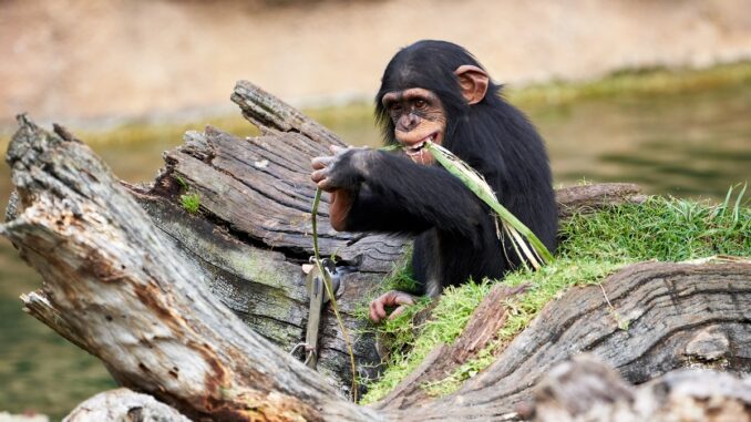 Šimpanzí mládě hází kameny na návštěvníky zoo, matka ho zbije