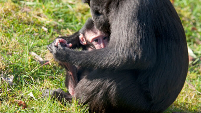 Šimpanzí matka zjišťuje, že je její dítě po narození naživu. Video