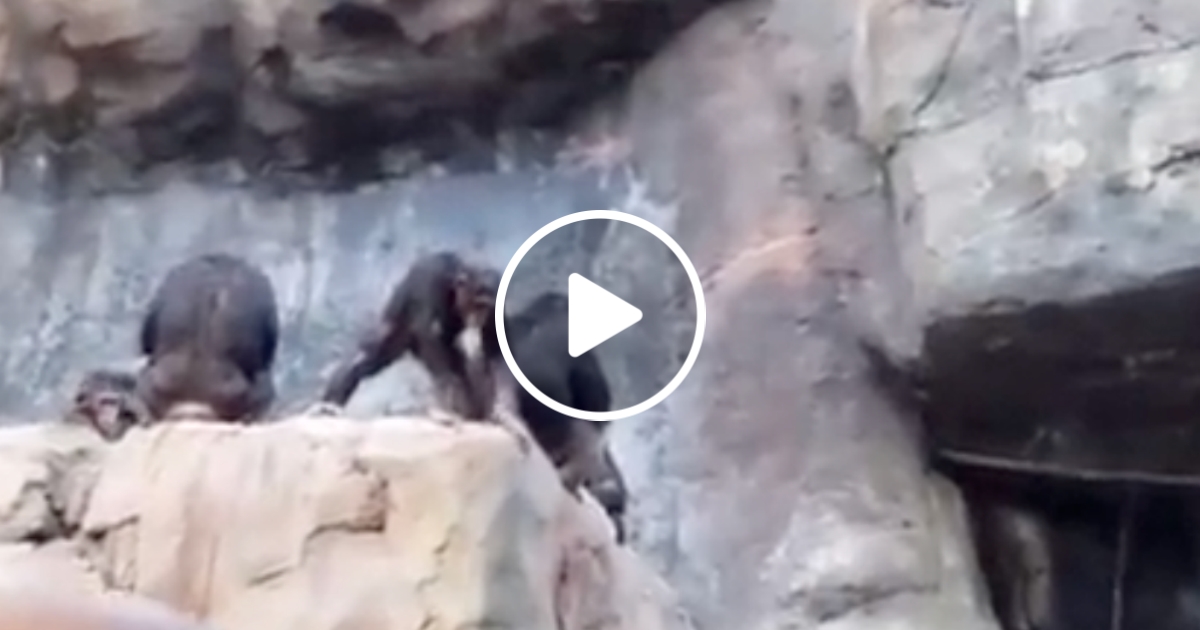 Šimpanzí mládě hází kameny na návštěvníky zoo, matka ho zbije