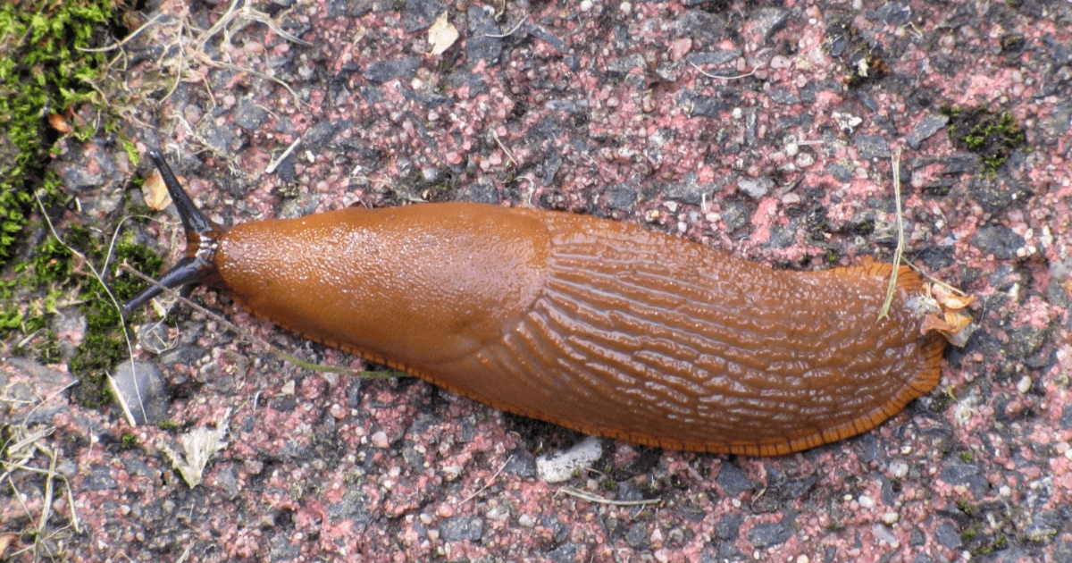 Slimáci už se na zahradě 10 let neukážou. Připravte jim tuto past