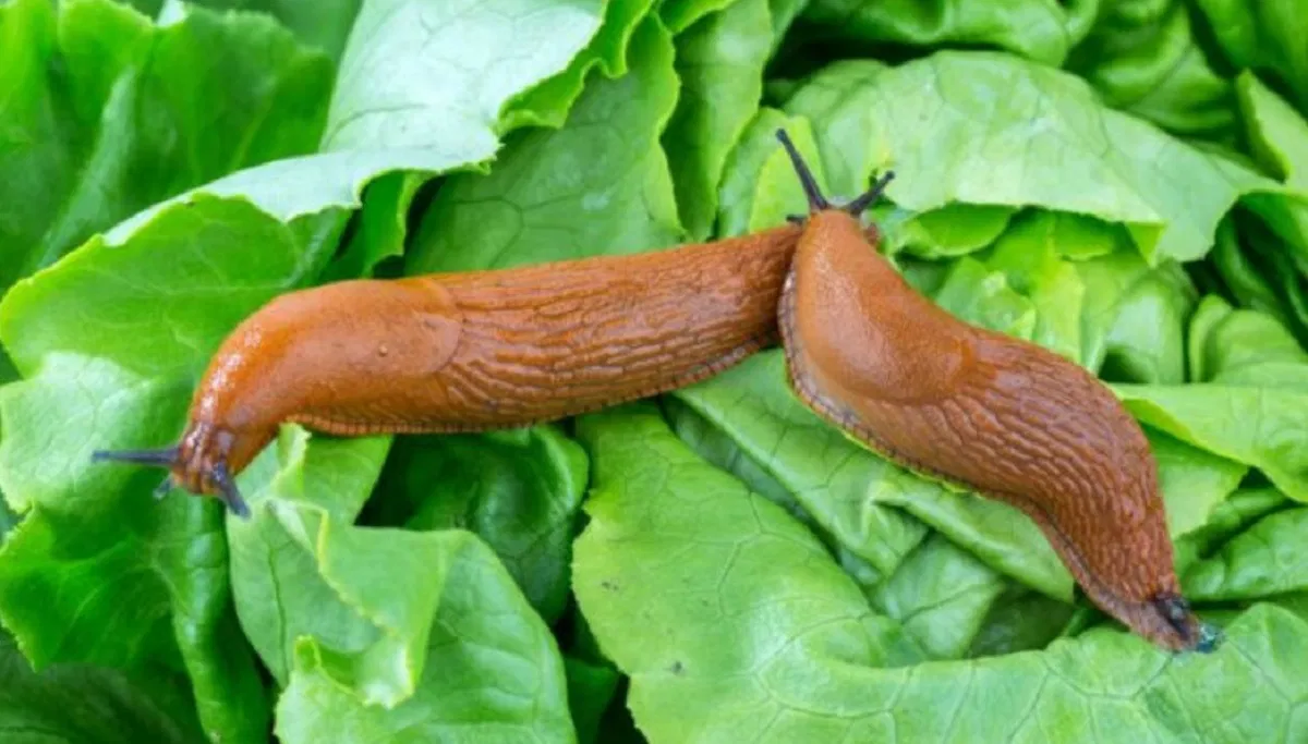 Slimáci dokáží pěstovanou zeleninu v mžiku zlikvidovat. Finty zkušených ...