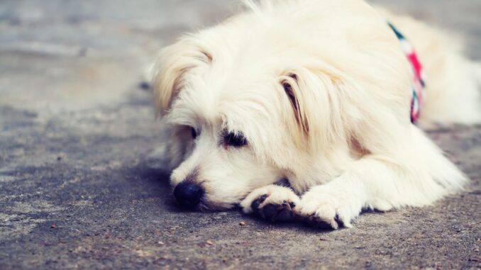 Pes byl odsouzen k smrti pověšením z mostu. Ale pak se to stalo