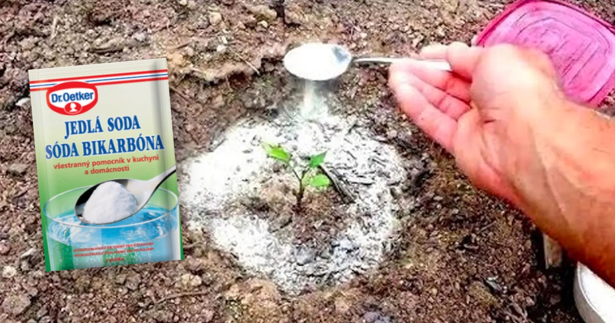 Jedlá soda je nezbytným pomocníkem v domácnosti ale také na zahradě ...