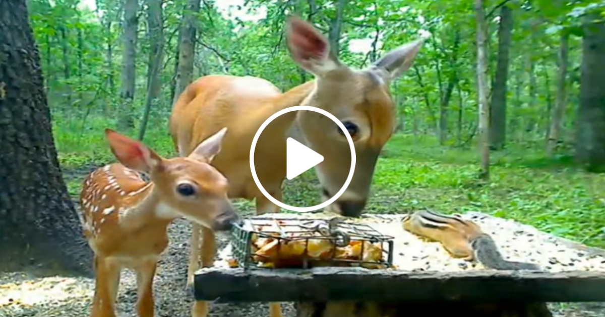 Srnky a veverka byly zachyceny u krmítka | Světkreativity