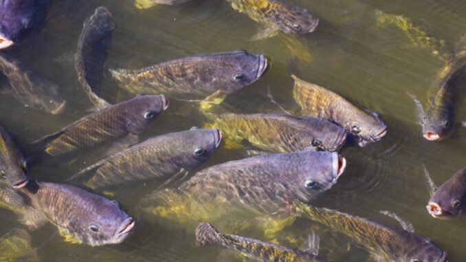 Žena přišla o končetiny kvůli rybě, která se prodává i v Česku