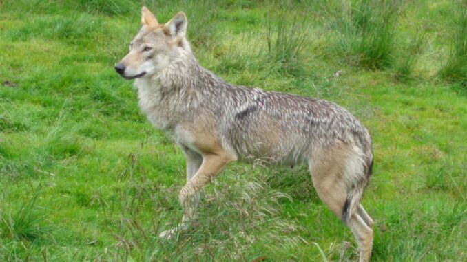 Vlk si vyhlédl osamocené mládě a vrhl se na něj. Pak se vše změní