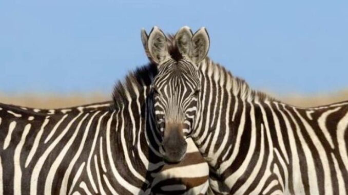 Která zebra stojí vzadu a které vepředu? Obrázková hádanka