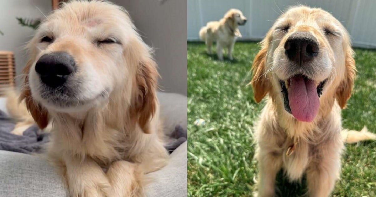 Štěně projevilo velice zajímavě svůj vděk za svou záchranu z ulice