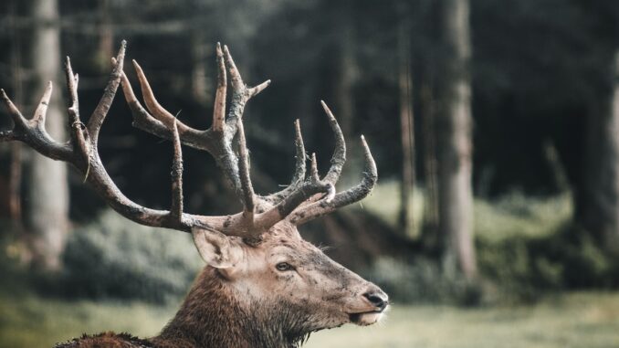 Video: Los se choval zvláštně. Pak zjistili, že jde o krizovou situaci